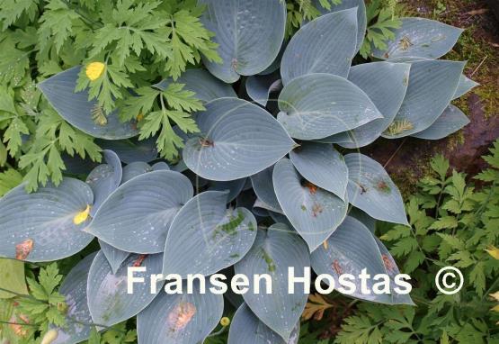 Hosta Canadian Blue - Fransen Hostas